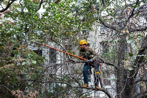 NYC Quietly Suspended Tree Pruning In Brooklyn And Queens