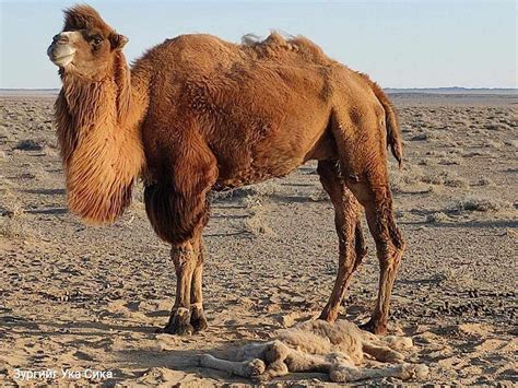 Ашигт малтмалын тухай хуулинд нэмэлт өөрчлөлт оруулах тухай НИЙТИЙН ӨРГӨДӨЛ ГОМДЛЫН СИСТЕМ