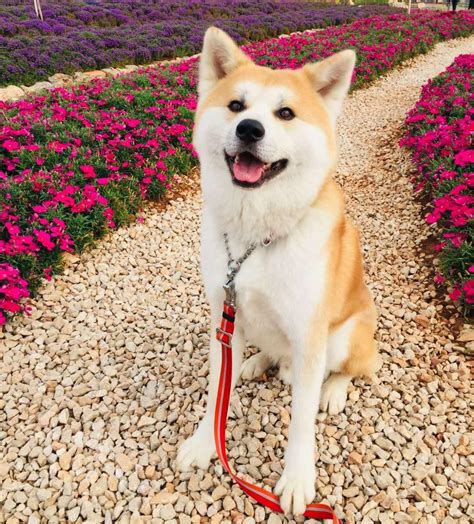 养一只秋田犬是什么感受呀？ 知乎
