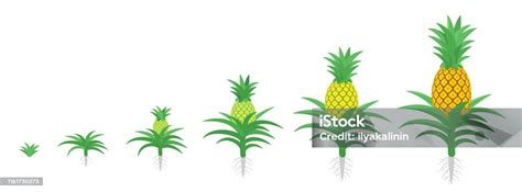 파인애플의 성장 주기 식용 과일이있는 열대 식물 아나나 스 위드 세트 아나나스 코모서스 숙성 기간 삶의 단계 격리된 벡터