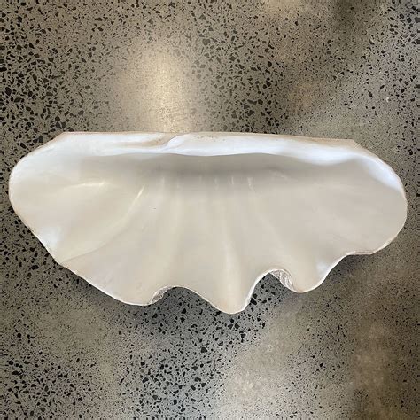 Clam Shelf 80cm 34degrees