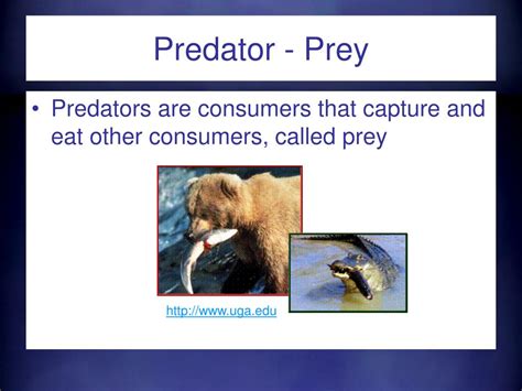 Ppt Relationships In Ecosystems Powerpoint Presentation Free Download Id5755526