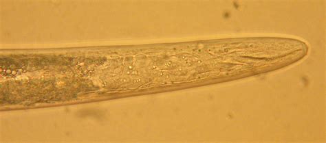 Trichodorus