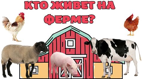 Учим животных по системе Монтессори Развивающие мультики для детей Кто ...