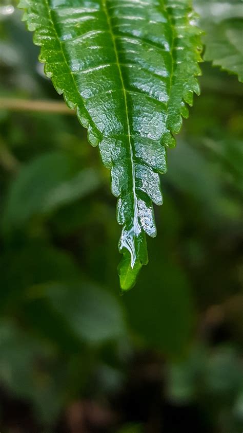 叶 自然 植物 Pixabay上的免费照片 Pixabay