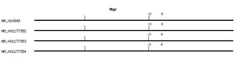 Mouse Myc Qpcr Primer Set Nm 010849 Diacarta Inc