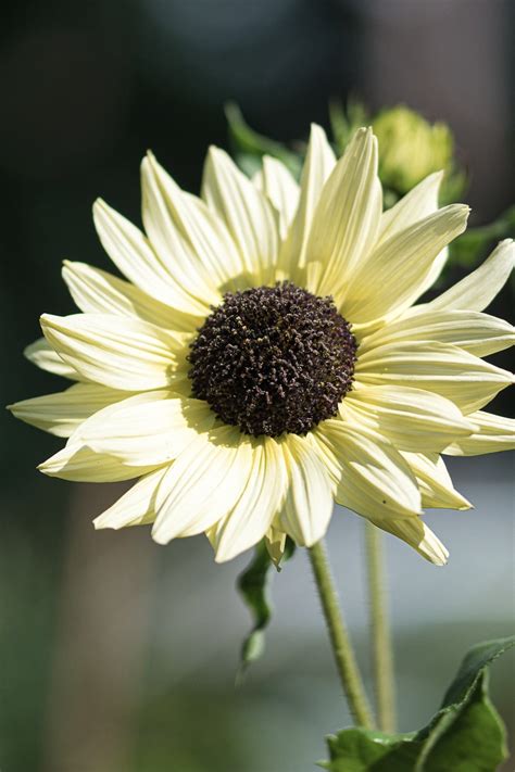 Perennial Sunflower Varieties For Yearly Blooms