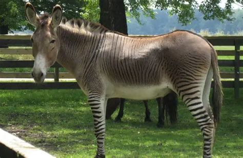 Zonkey Description Habitat Image Diet And Interesting Facts