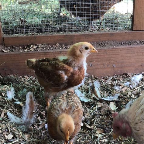 How To Sex Chickens Distinguishing Male And Female Chickens Hatching