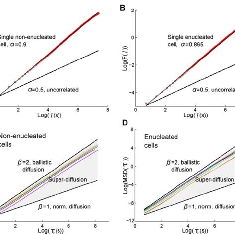 Root Mean Square Fluctuation And Mean Square Displacement Msd Of The