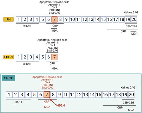 Complement Factor H Structure The Cfh Gene Encodes A Single Chain Of