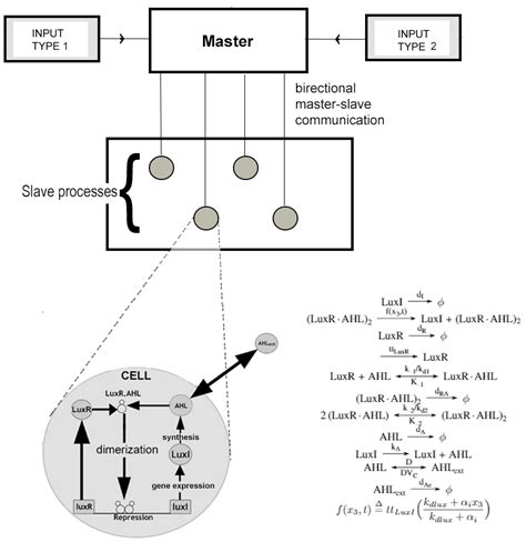 Schematic Diagram Of The Multicellular Quorum Sensing Model The Master