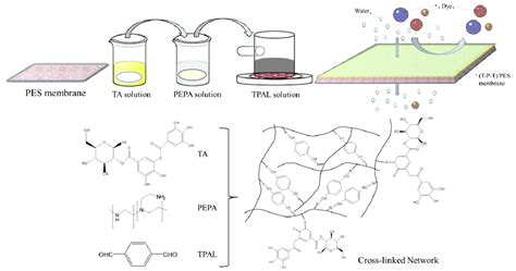 The Coating Schematic Diagram Of Modified Membrane Download