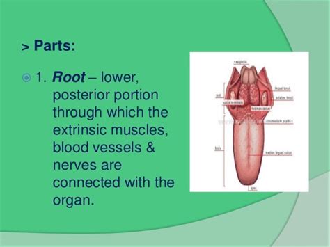 Stomatognathic System