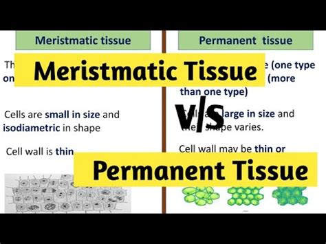 Difference Between Meristematic Tissue And Permanent Tissue YouTube