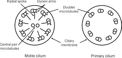 Primary Cilia Structure