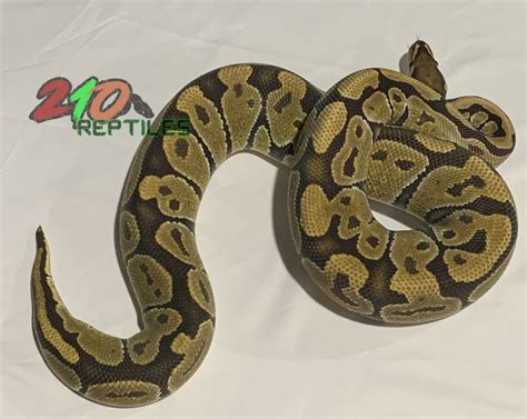 210 Hypo Ball Python Traits Morphpedia