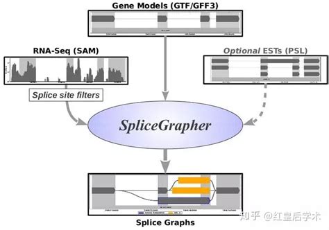 转录组测序技术和结果解读（十六）——可变剪切 知乎