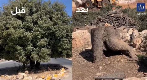 رؤيا الإخباري غضب شعبي عارم بعد قطع شجرة بلوط معمرة في الفحيص فيديو