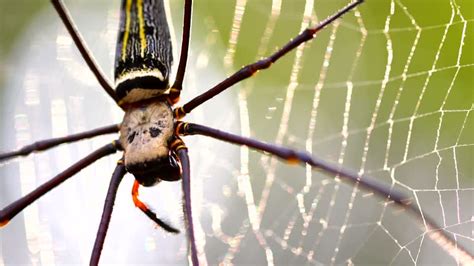 5538 Spiders Up Close Stock Videos Footage And 4k Video Clips Getty