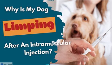 Why Is My Dog Limping After An Intramuscular Injection What Went