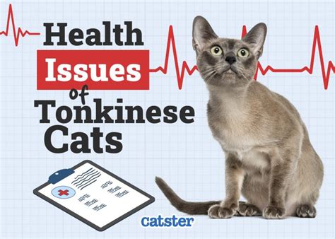 Is Neem Oil Poisonous To Cats What You Need To Know Vet Verified
