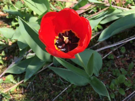 Cara Membuat Alat Penyiraman Tanaman Otomatis Menggunakan Arduino Uno