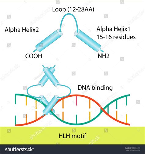 Dna Binding Motif Helix Loop Helix Vetor Stock Livre De Direitos 1755951653 Shutterstock