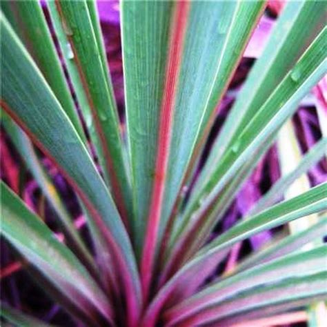 Cordyline Assorted Wholesale Nursery Nurseries In Melbourne Sydney