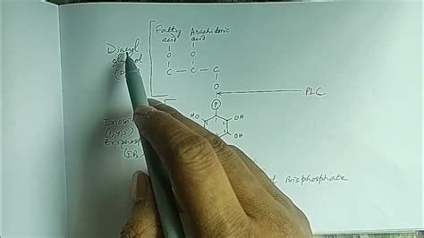 Gpcr Phospholipase C Ip3 Dag Pathway Youtube