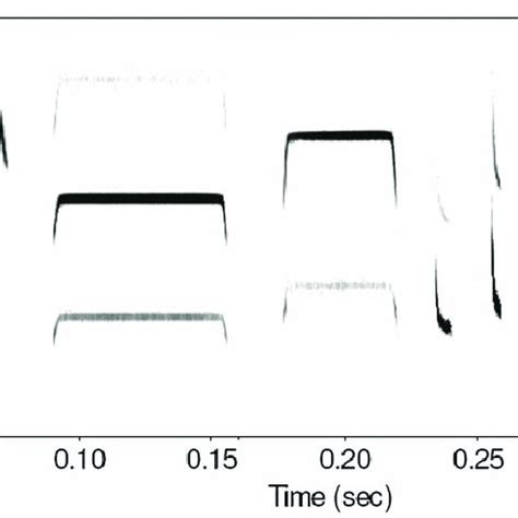 Spectrogram Of One Typical Echolocation Call From Each Identified Download Scientific Diagram