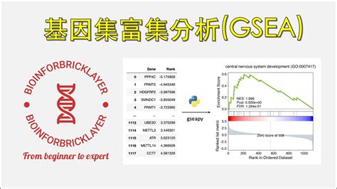 生信进阶之路技能篇 如何用 python 进行基因集富集分析 YouTube