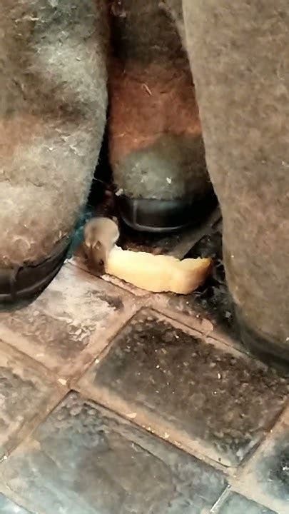 Мышка Кушает Хлеб 2 Youtube