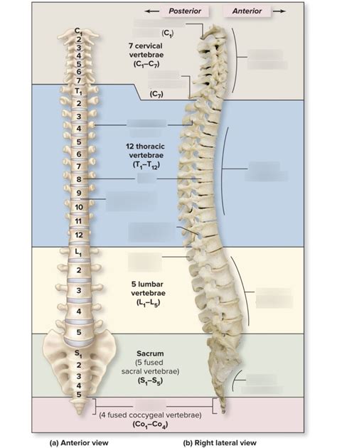 Vertebral Column Diagram Quizlet