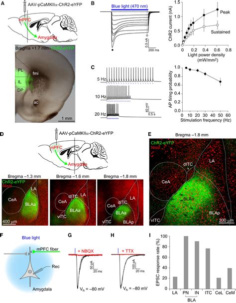 Synaptic Encoding Of Fear Extinction In Mpfc Amygdala Circuits Neuron