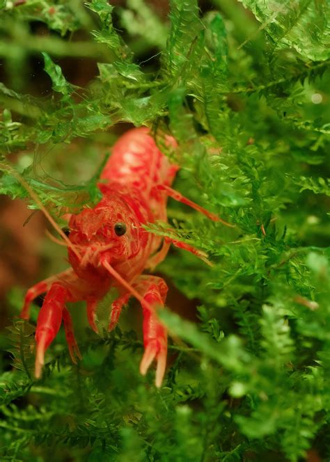 6 Dwarf Crayfish For Your Aquarium The Shrimp Farm