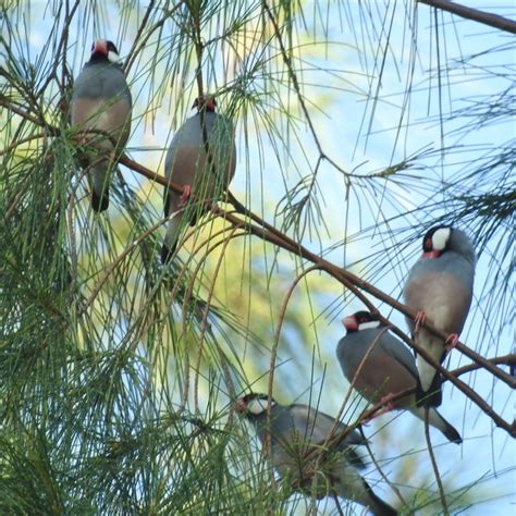 Remnant Population Of Java Sparrow In Yogyakarta Download Scientific Diagram