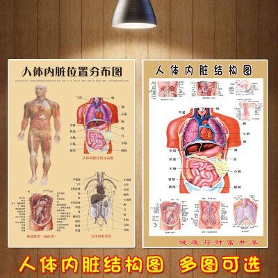 身体构造结构图器官图 配图网