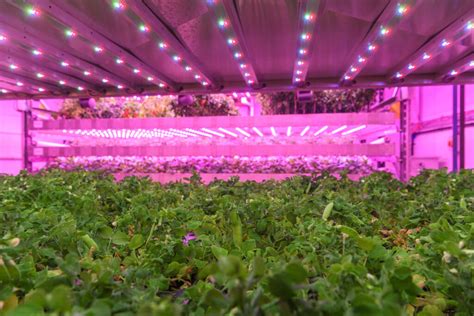 Vertical Farming James Hutton Institute