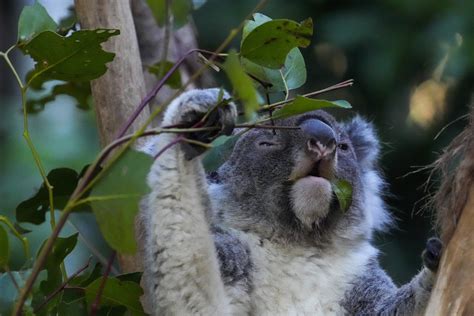 First Wild Koalas Caught And Vaccinated Against Chlamydia Flipboard