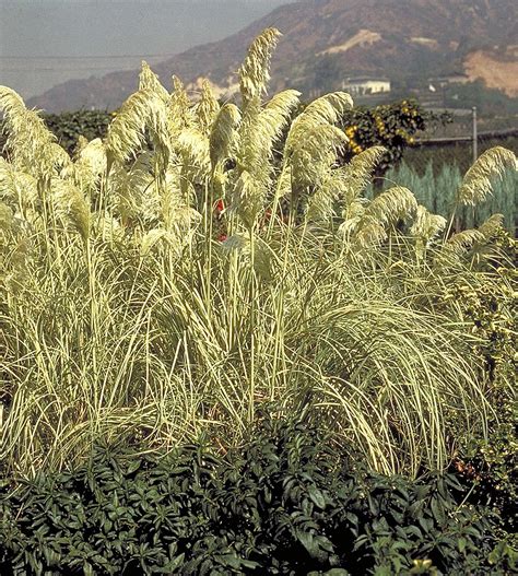 Pampas Grass Types Planting Care And Maintenance