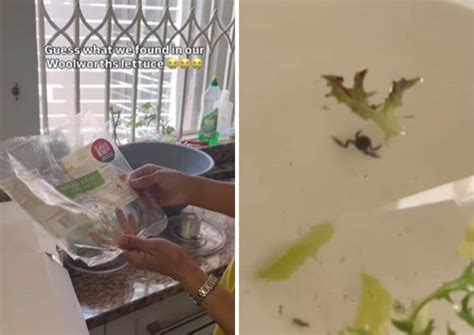 Woolworths Shopper Finds Frog In Salad [video]