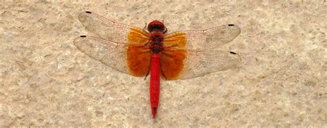 Conversion RAL Colours To Pantone RGB Hexadecimal CMYK