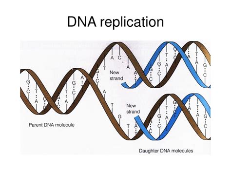PPT A Biology Primer Part II DNA RNA Replication And Reproduction PowerPoint Presentation