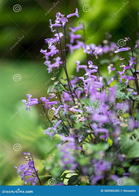 Beautiful Mona Lavender Flowers Stock Image Image Of Purple Mona