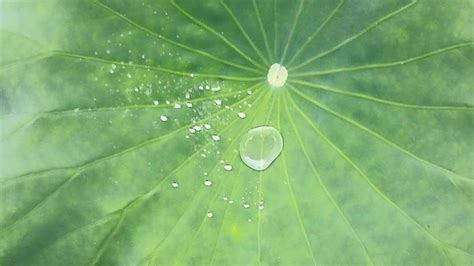 물방울이 맺힌 연잎 연꽃 그림 수채화 꽃 꽃