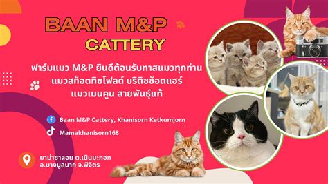 Borntodev ⭐️ Package 1 เรียนครบถ้วนทุกพื้นฐาน รวมคอร์สเรียนหลักทั้ง Professional C