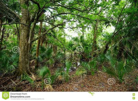 Green Tree In Florida Stock Image Image Of Bear Facility 69619881