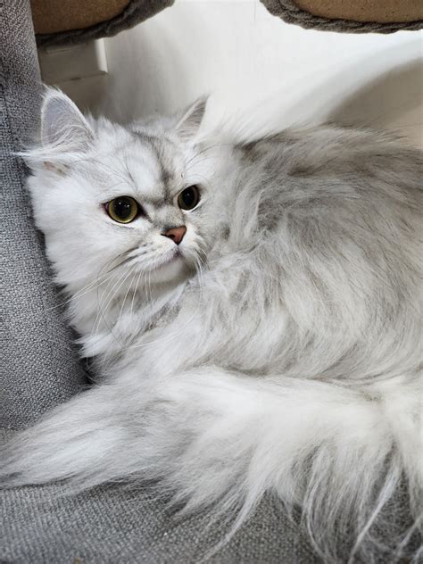 페르시안친칠라 고순이 고양이책임분양♥ 강아지파양 고양이파양 유기견무료분양입양 아이조아요양보호소
