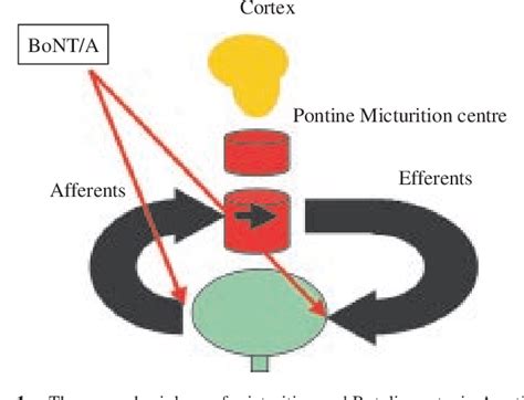 Figure 1 From Botulinum Toxin Treatment For Neurogenic Detrusor